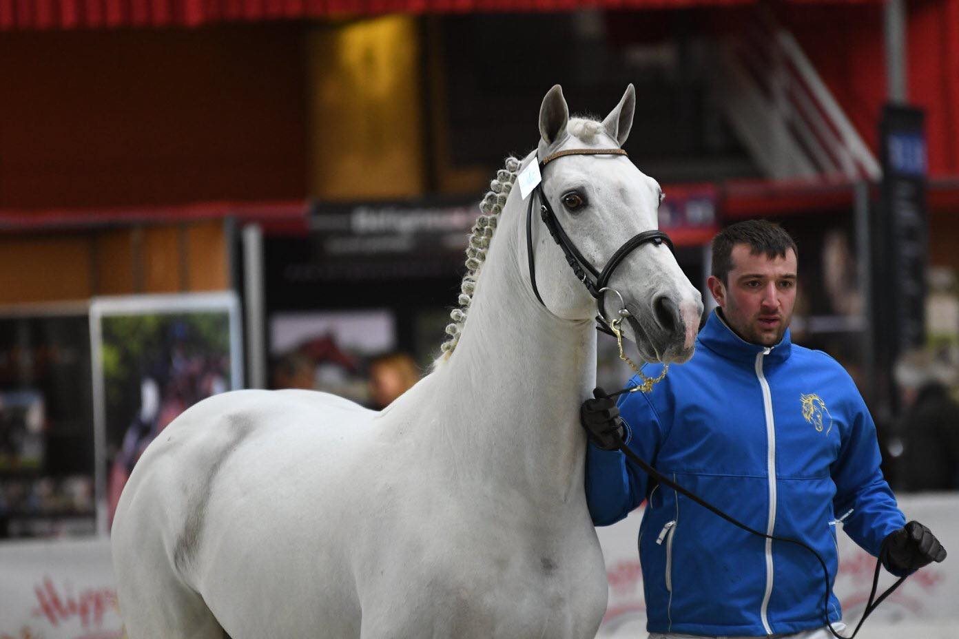 Retour sur le salon des étalons 2018 - Organisation Normandie Poney