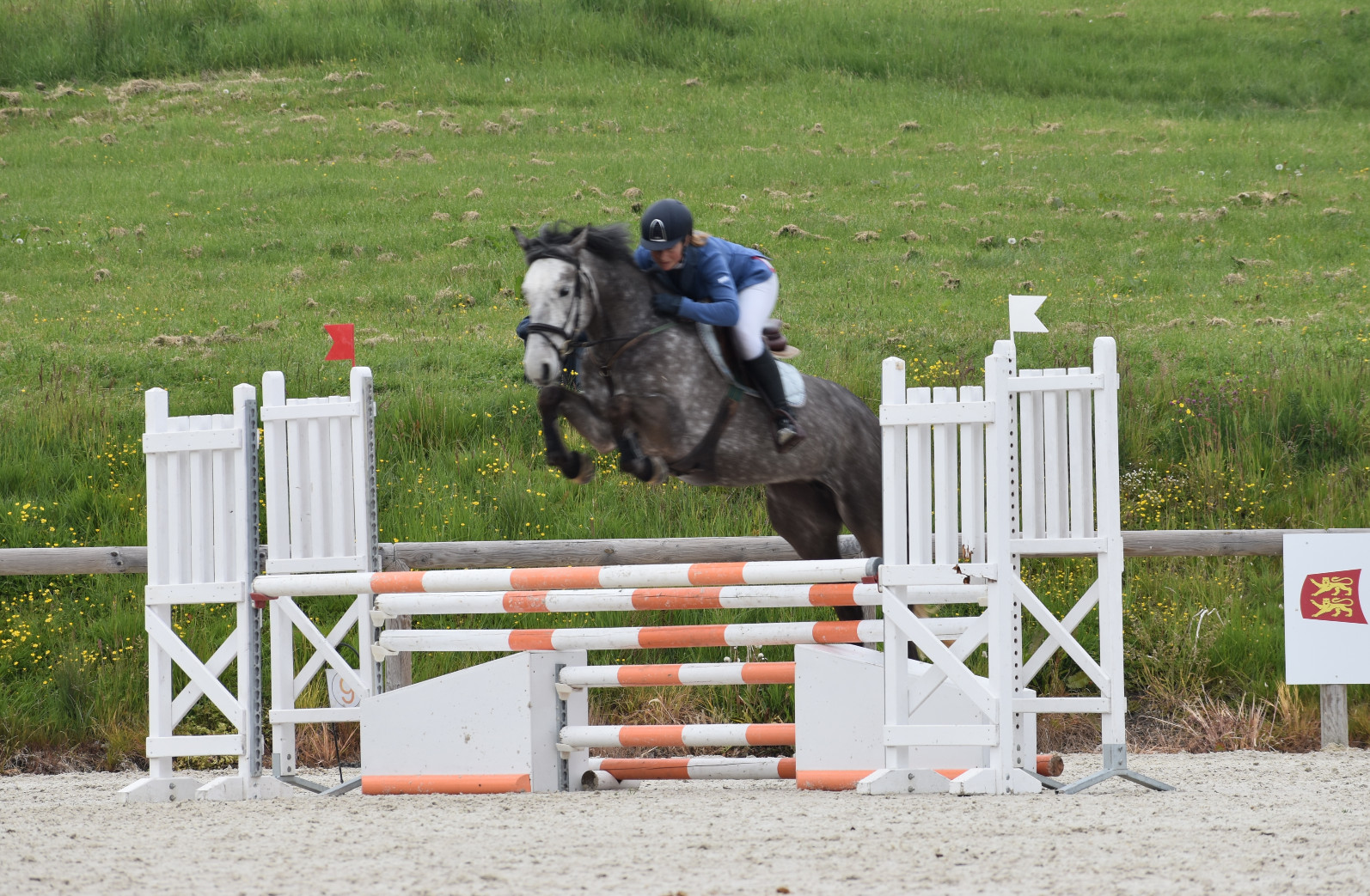 Poneys à vendre | Organisation Normadie Poney