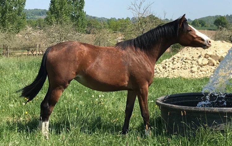Poneys à vendre | Organisation Normadie Poney